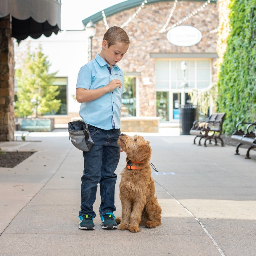 Dog Transformation Course – Ruff Swag